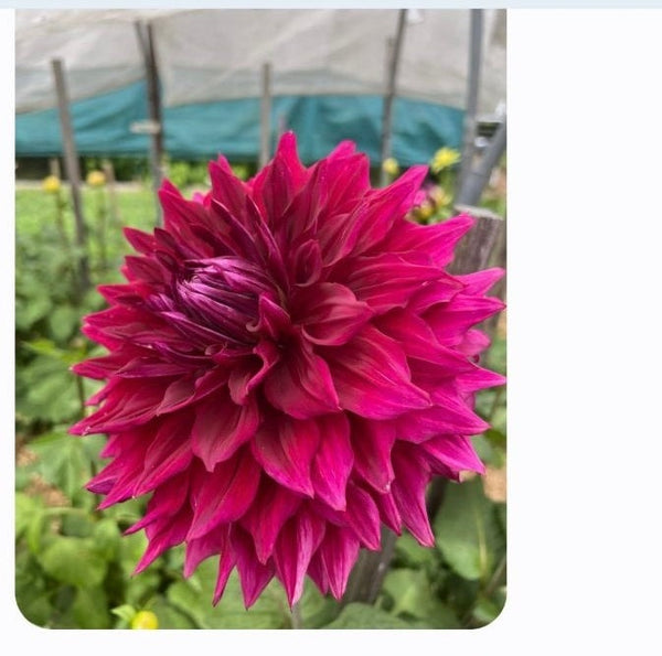 Zorro - Dahlia - Giant Decorative - Dinner plate dahlia – highlanddahlias