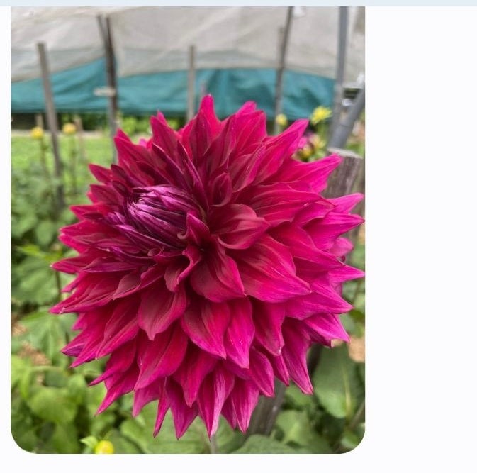 Zorro - Dahlia - Giant Decorative - Dinner plate dahlia – highlanddahlias