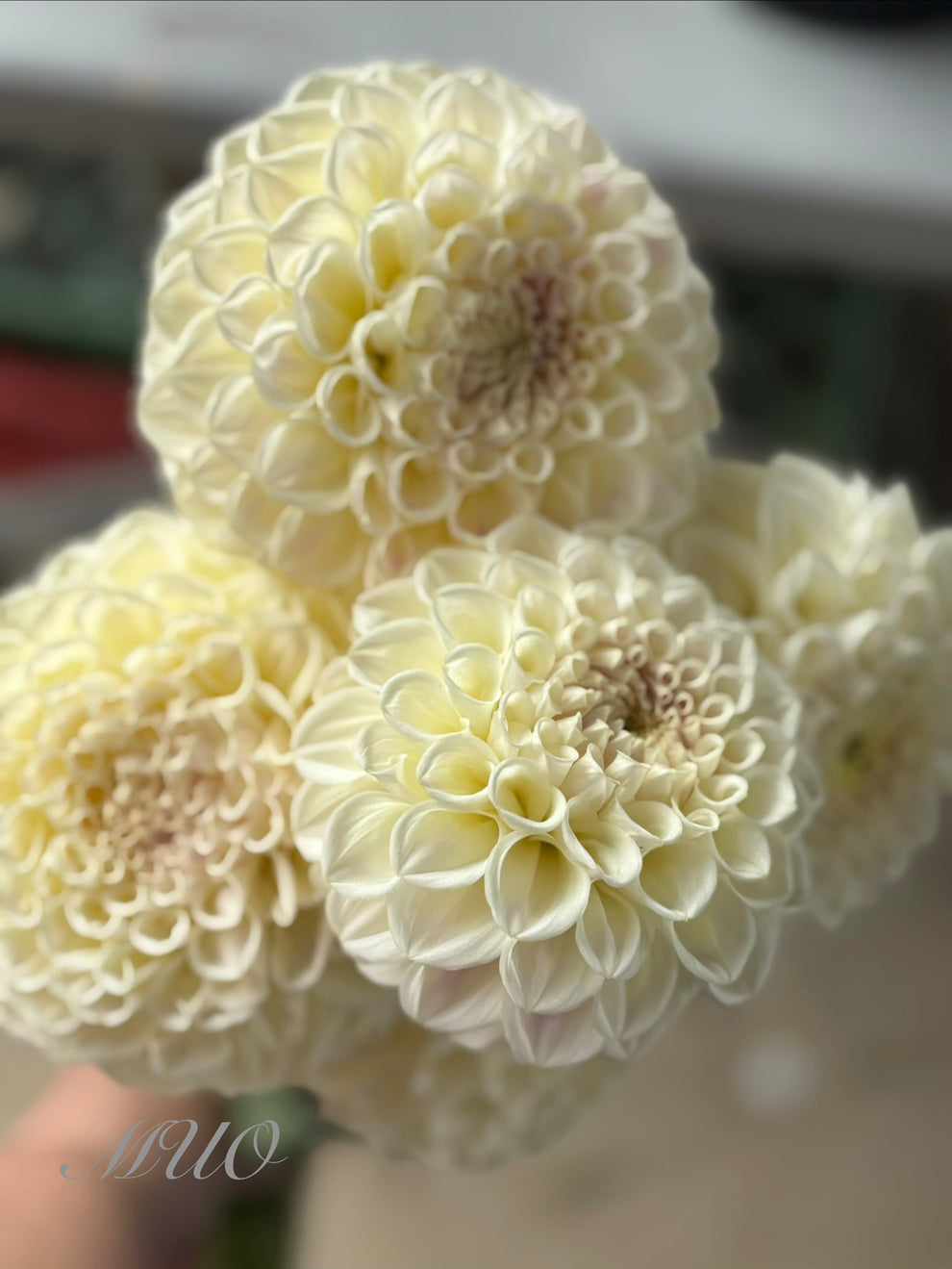 Darbro Beryl - Dahlia - Ball – highlanddahlias