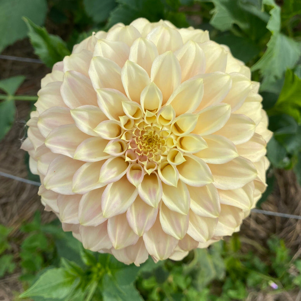 Coorabell Astrid - Dahlia - Miniature Decorative - Australian bred ...