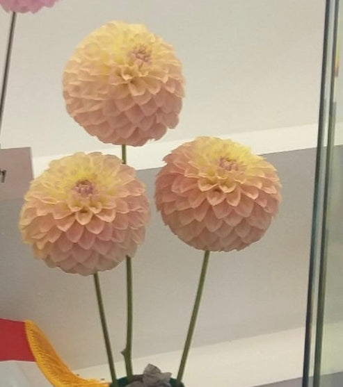 Coorabell Astrid - Dahlia - Miniature Decorative - Australian bred ...