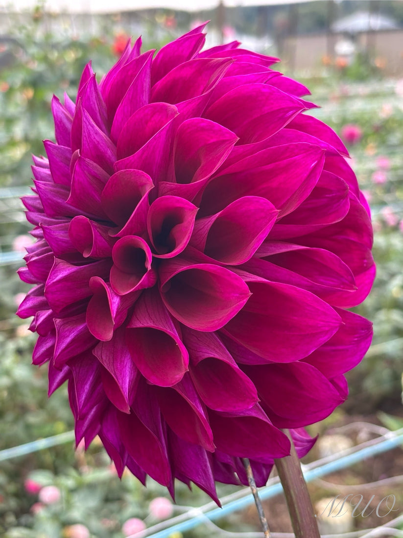 Coorabell Lonny - Dahlia - Medium Decorative - Australian bred – highlanddahlias