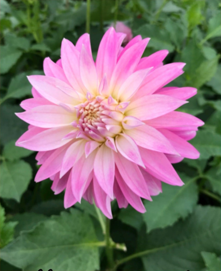 Dahlia - Alloway Candy - Stella type dahlia – highlanddahlias