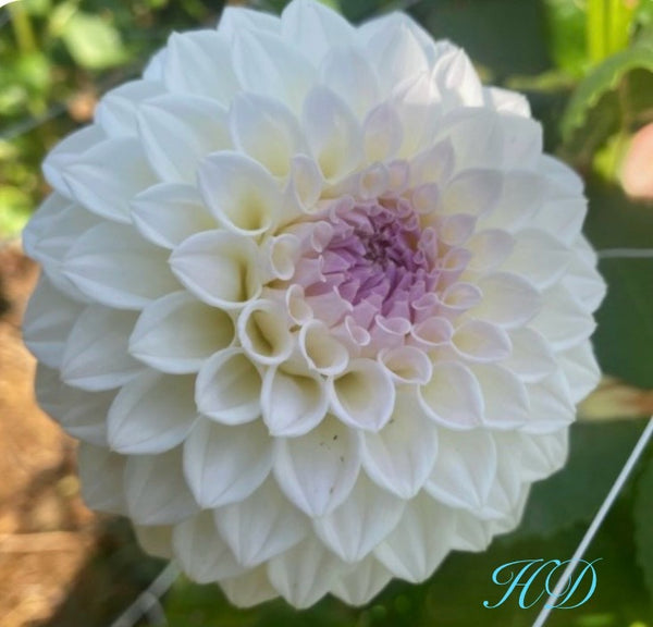 Devon Diamond - Dahlia - Small Decorative - Australian bred ...