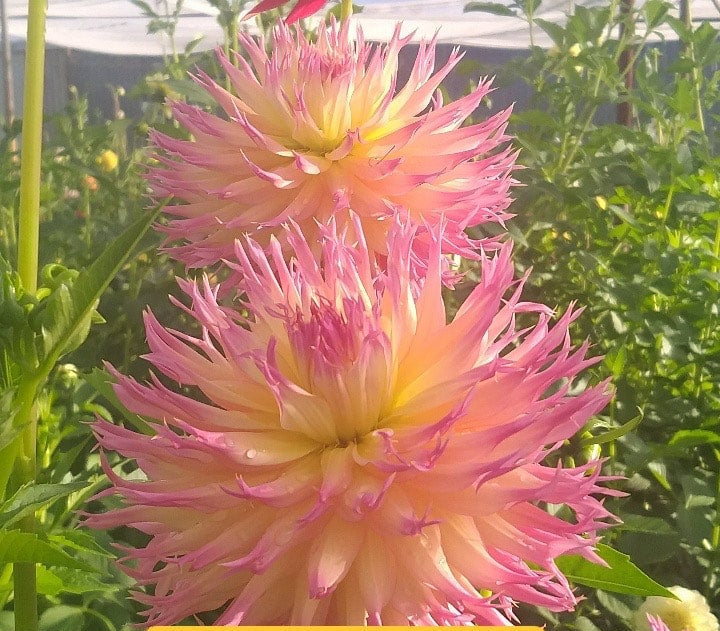 Fimbriated – highlanddahlias