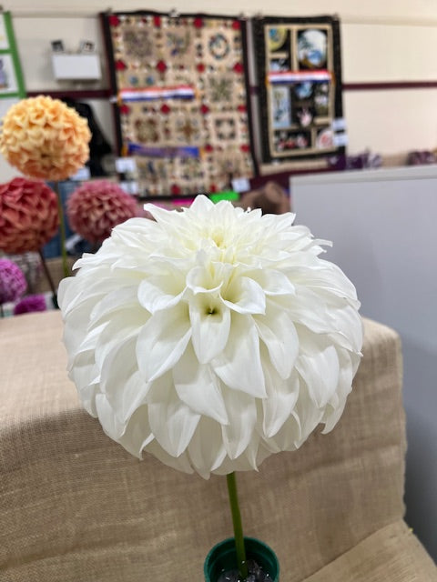 Formby Marvel - Dahlia - Medium Decorative - Australian bred - Dinner ...