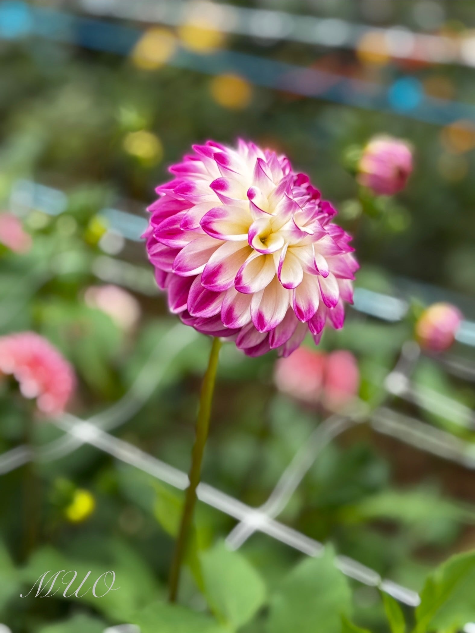 Dahlia - Formby Stacey - Miniature Decorative – highlanddahlias