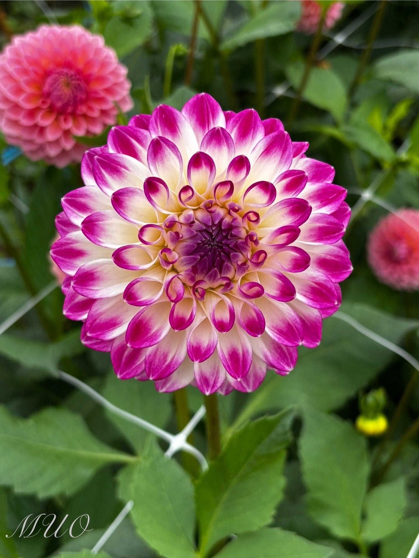 Dahlia - Formby Stacey - Miniature Decorative – highlanddahlias