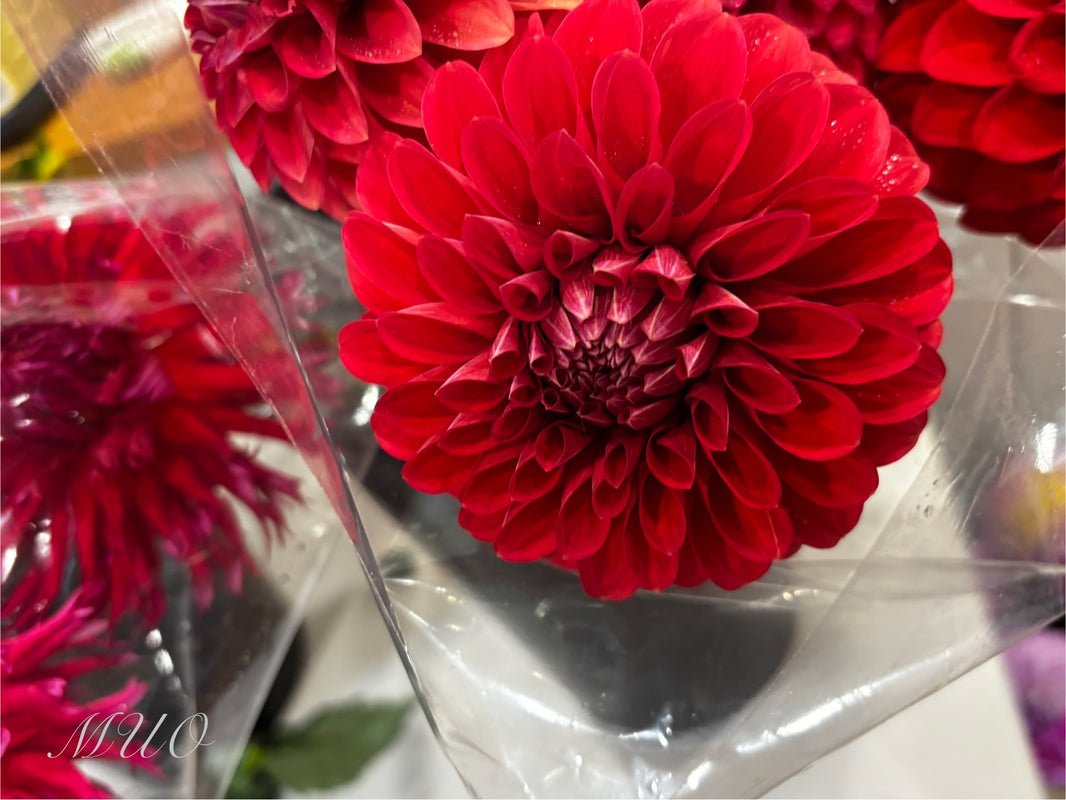 Small Decorative – highlanddahlias