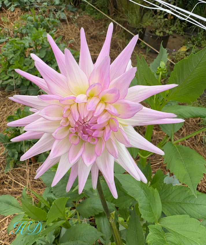 Jan Lennon - Dahlia - Medium Cactus - Australian bred – highlanddahlias