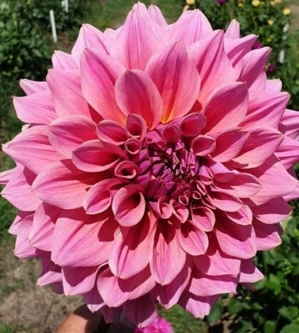 Dahlia - Formby Monarch - Large Decorative - Australian bred - Dinner ...