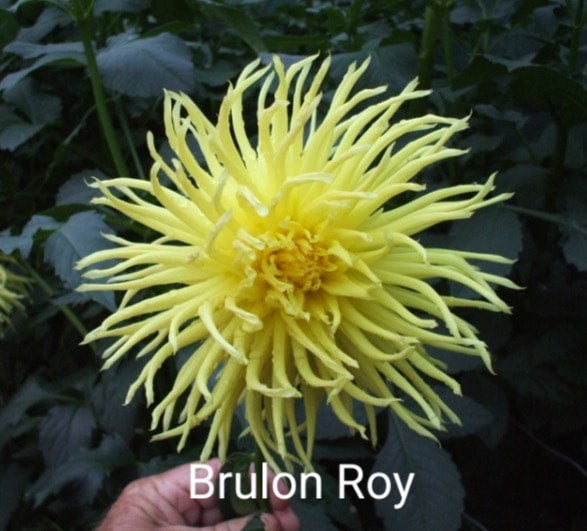 Brulon Roy - Dahlia - Incurved Cactus - Australian bred – highlanddahlias