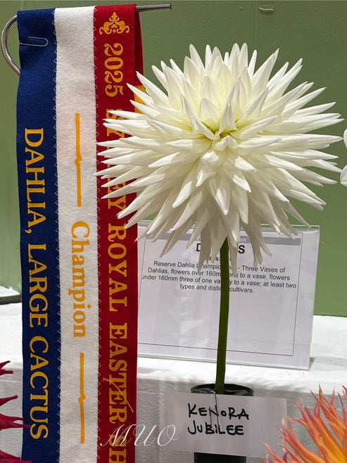Kenora Jubilee - Dahlia - Large Cactus – highlanddahlias