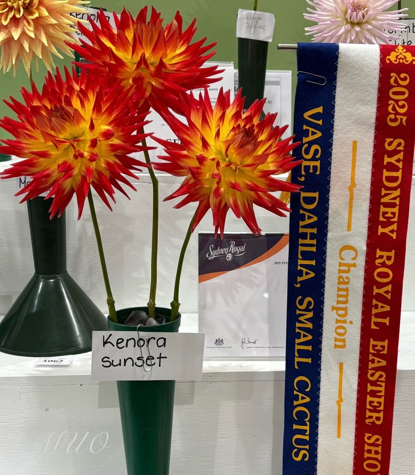 Kenora Sunset - Dahlia - Medium Cactus – highlanddahlias