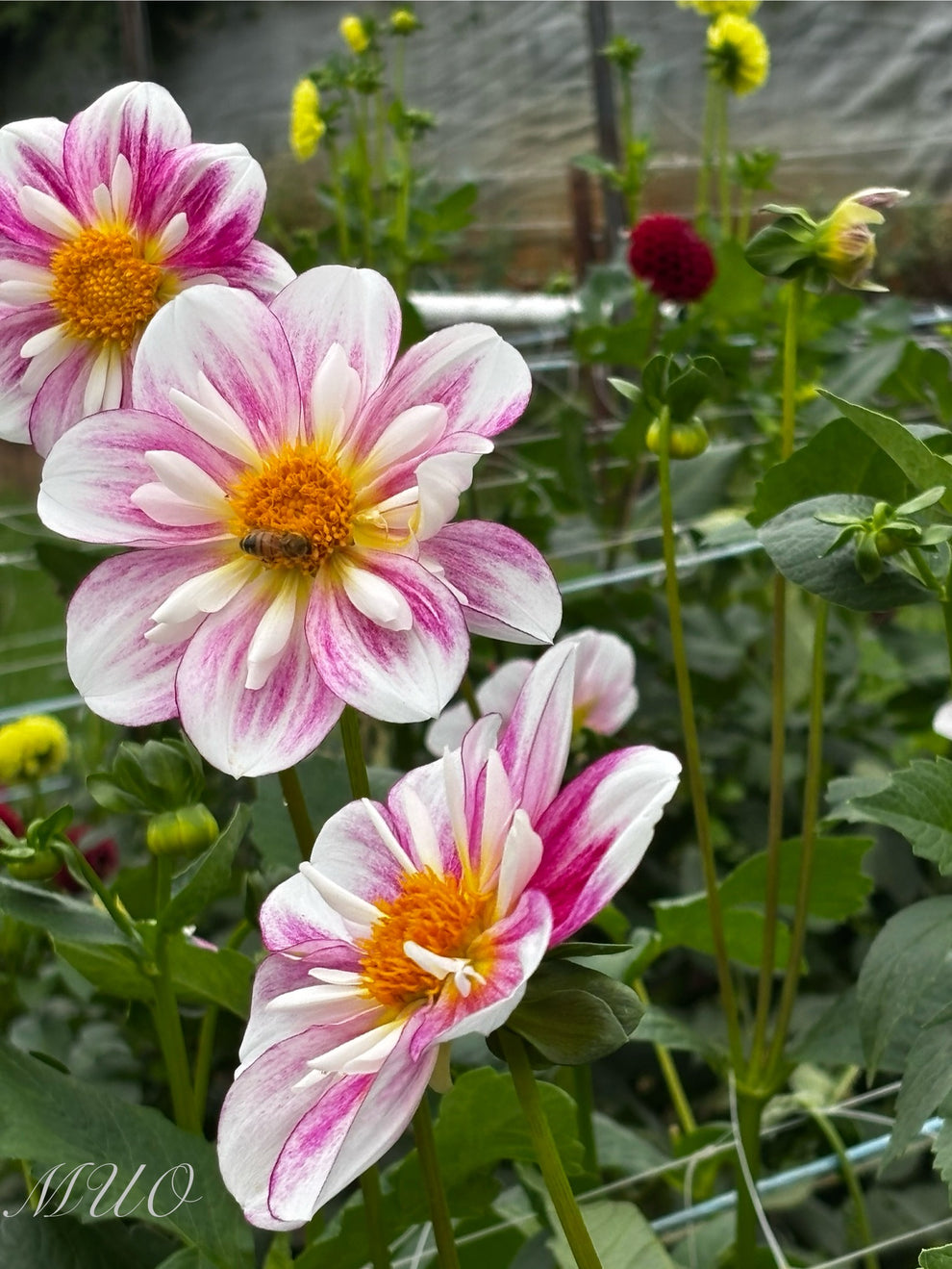 Kewe - Dahlia - Collerette – highlanddahlias