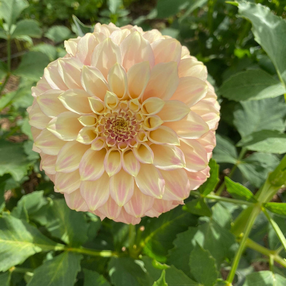 Coorabell Astrid - Dahlia - Miniature Decorative - Australian bred ...