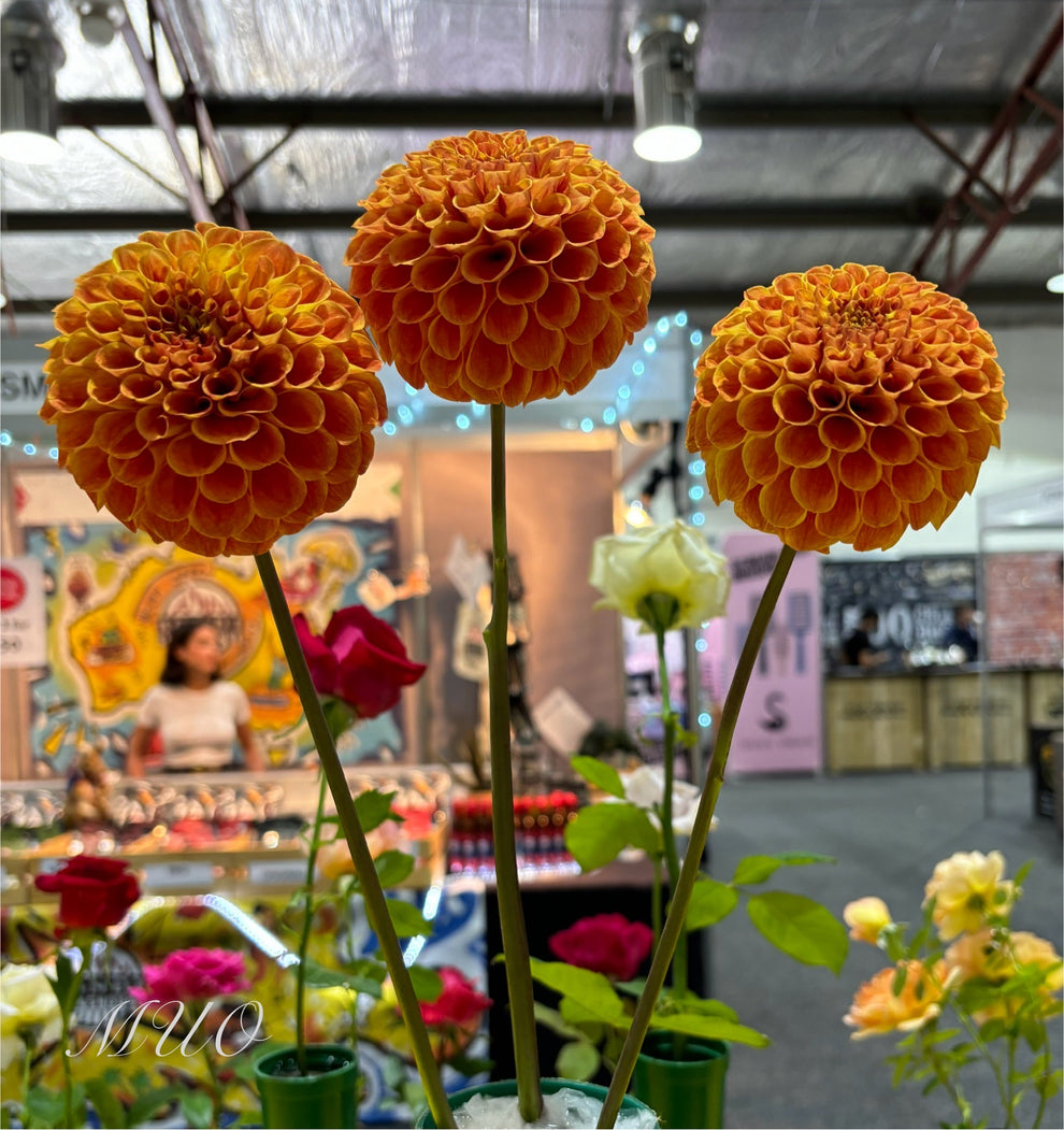 Larva O - Dahlia - Ball - Australian bred – highlanddahlias