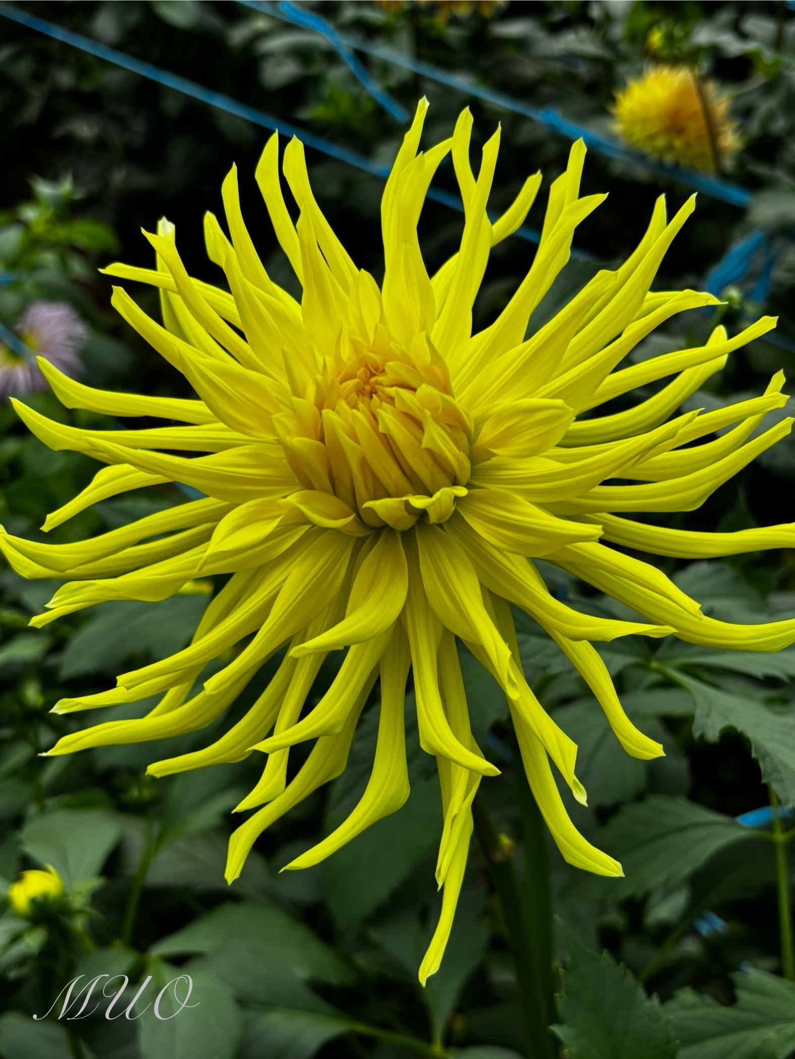 Mayarine - Dahlia - Incurved Cactus – highlanddahlias