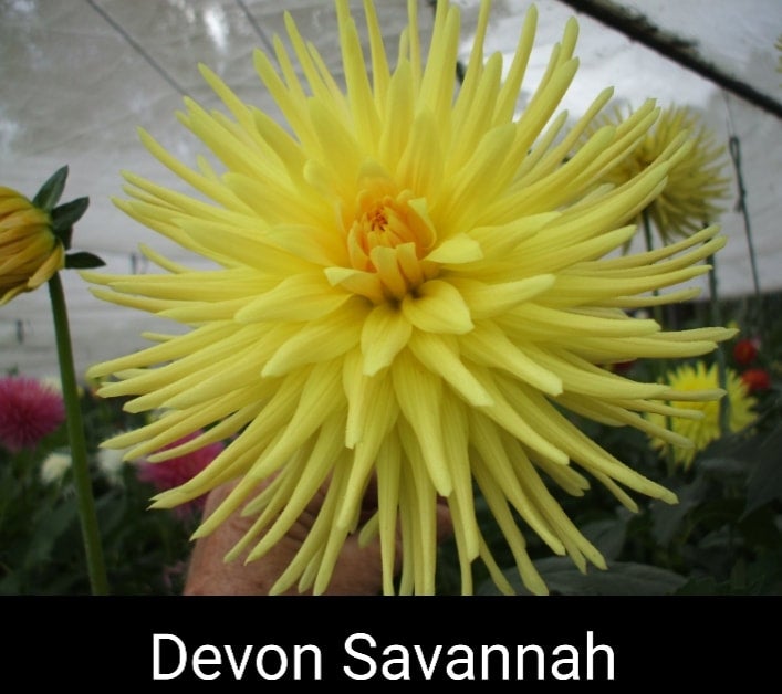Dahlia - Devon Savannah - Miniature Cactus – highlanddahlias