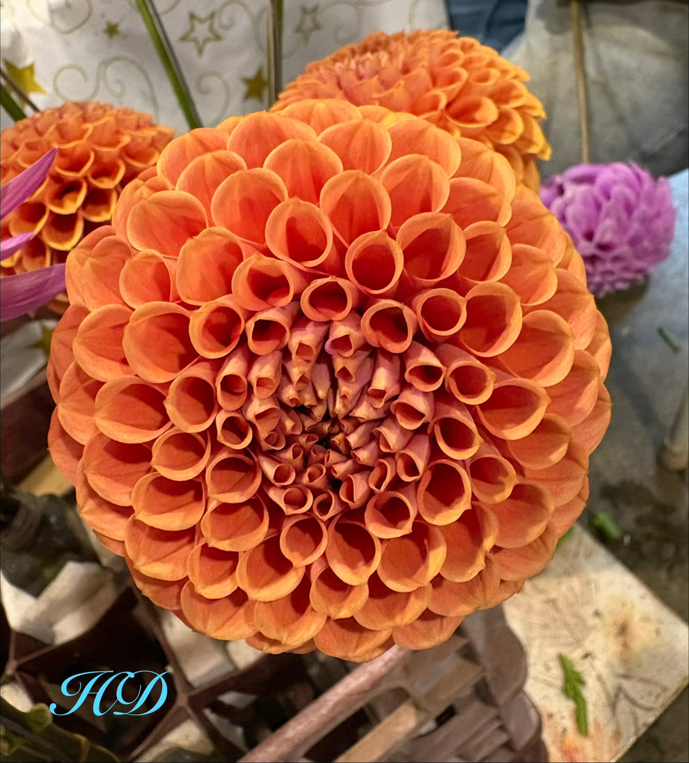 Sheila - Dahlia - Ball – highlanddahlias