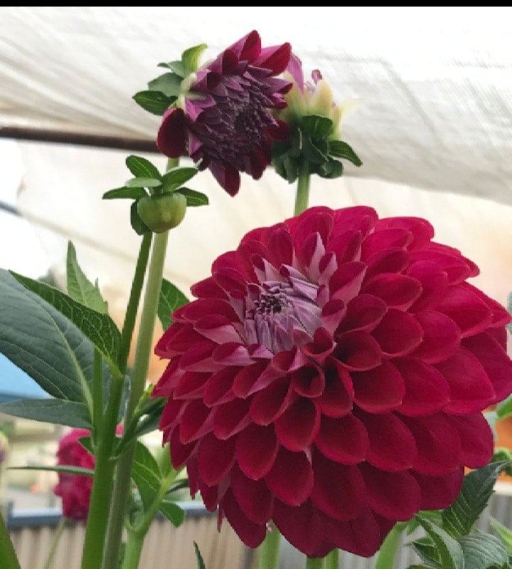 Formby Atom - Dahlia - Miniature Decorative – highlanddahlias